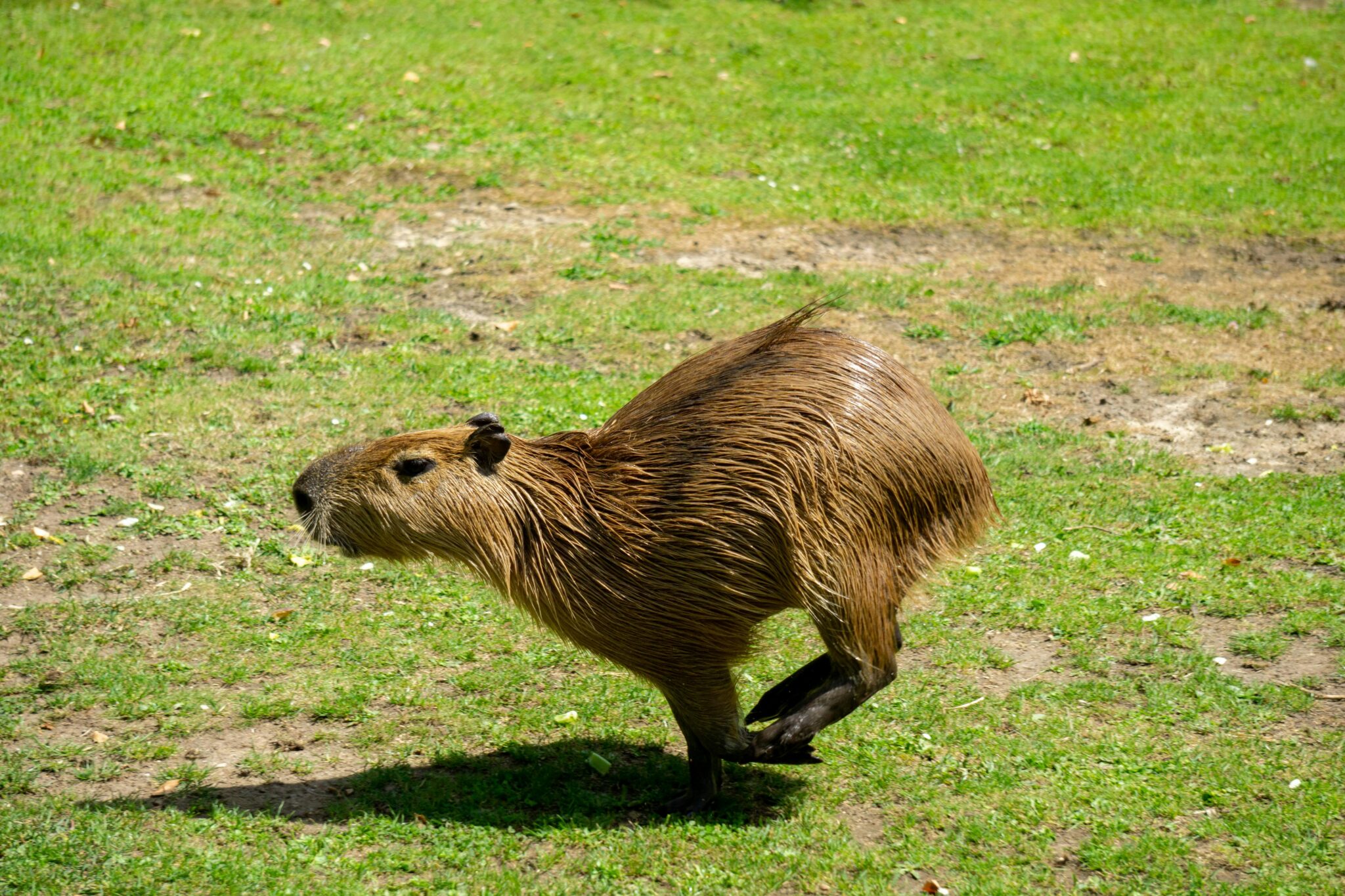 How Fast Can A Capybara Run? Land vs. Water Speed